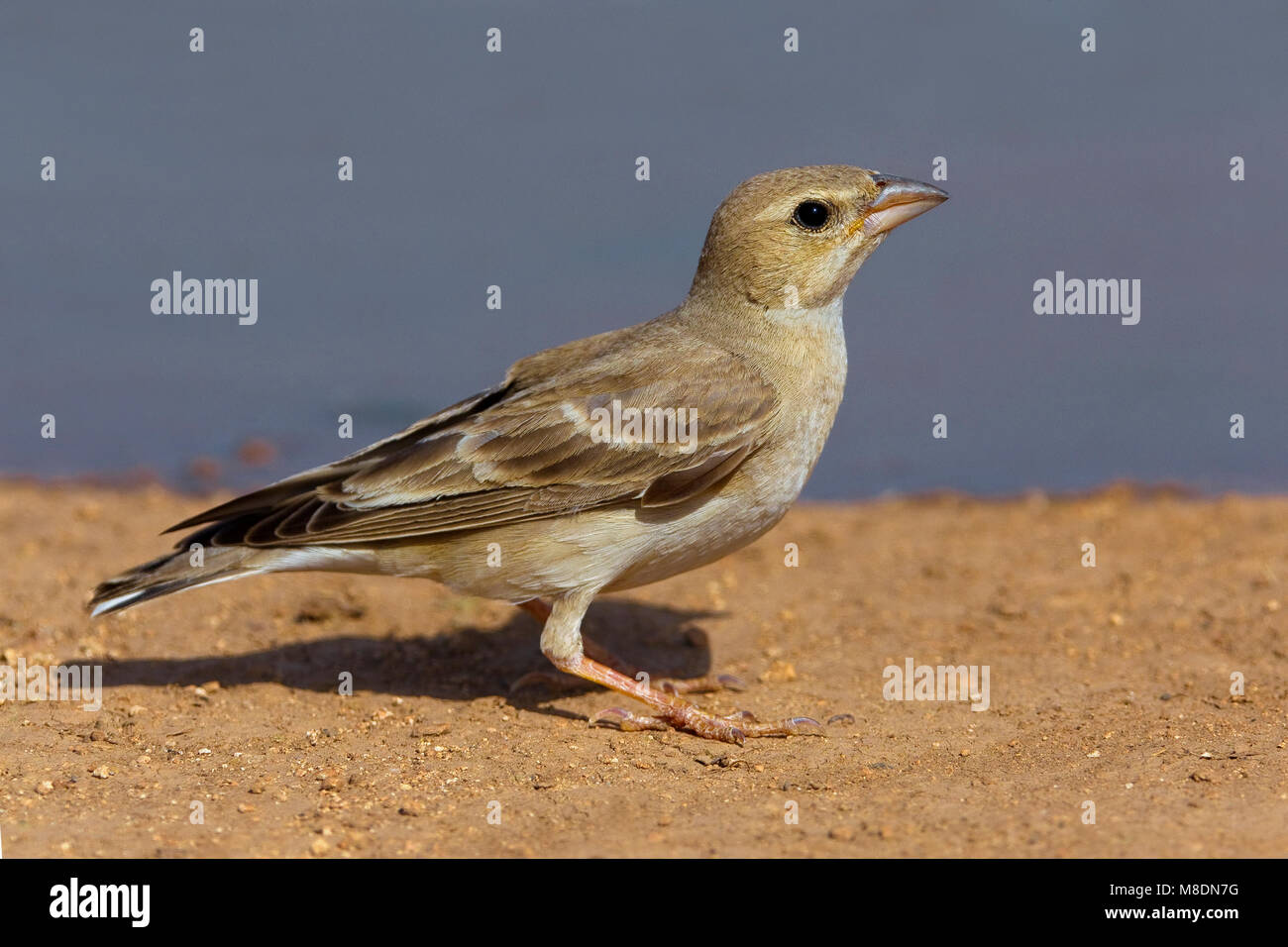 Pale rock finch hi-res stock photography and images - Alamy