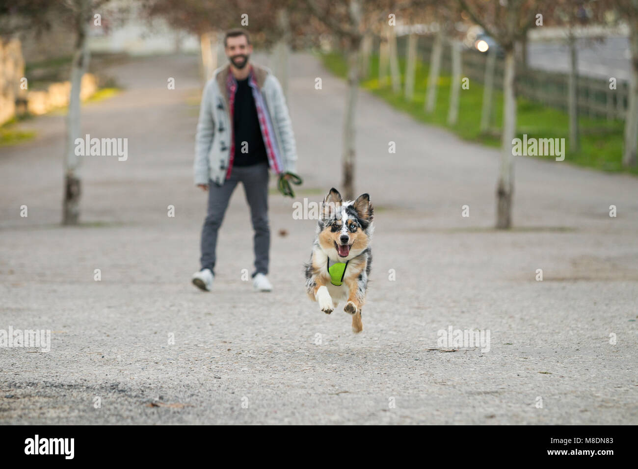 Running dog hi-res stock photography and images - Alamy