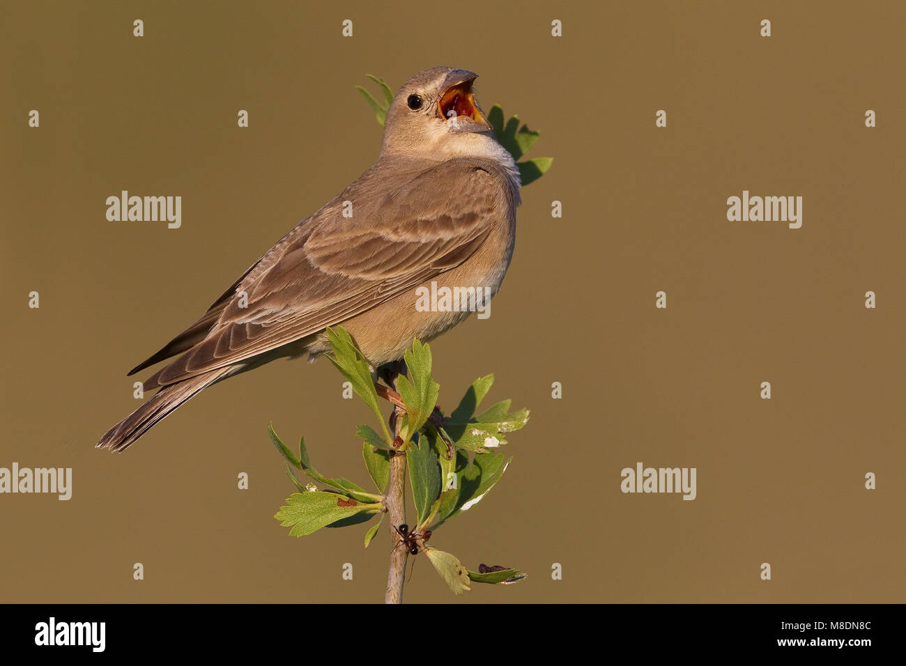 Pale rock finch hi-res stock photography and images - Alamy