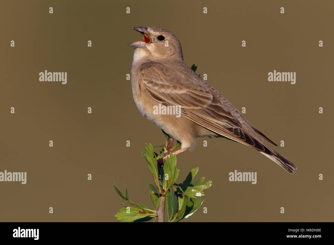 Pale rock finch hi-res stock photography and images - Alamy