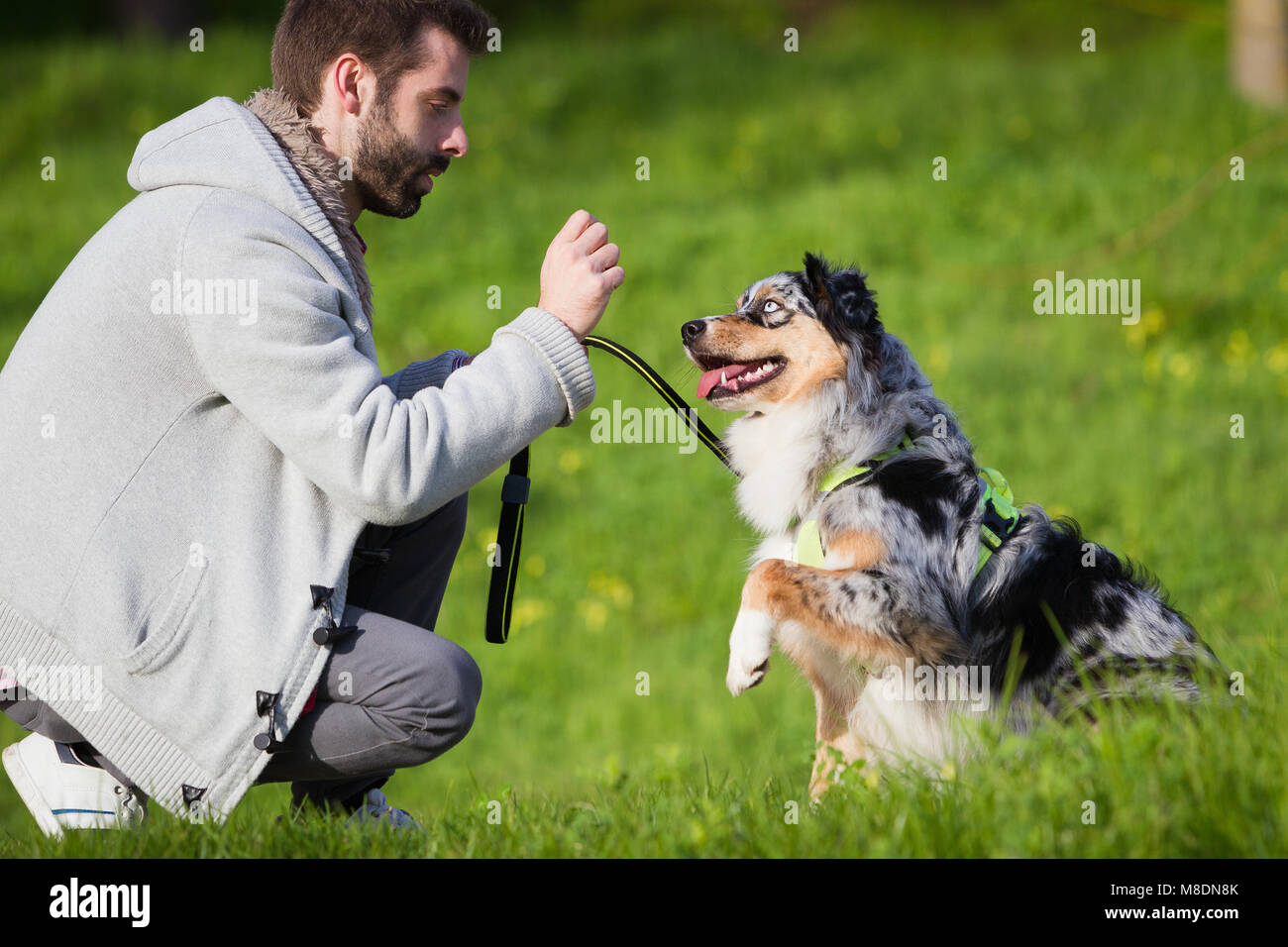 Man training dog to sit in park Stock Photo - Alamy
