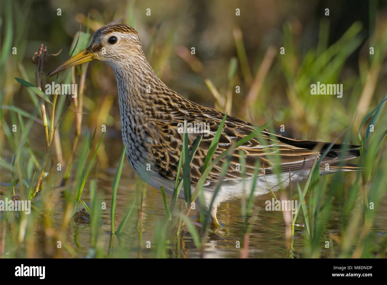 Gestreepte Strandloper staand in moeras; Pectoral Sandpiper perched in ...