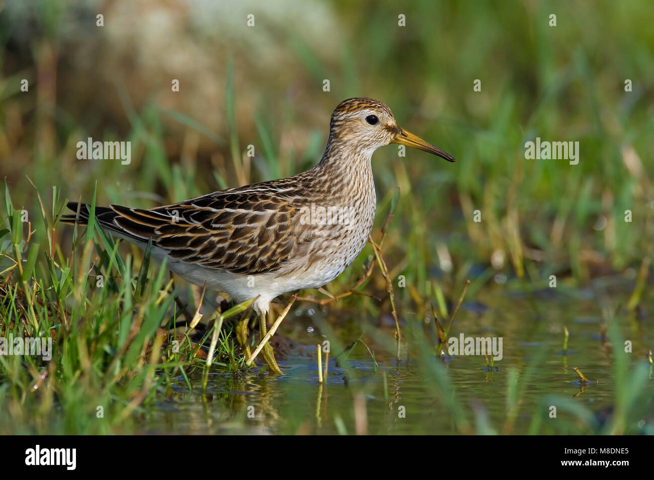 Gestreepte Strandloper staand in moeras; Pectoral Sandpiper perched in ...