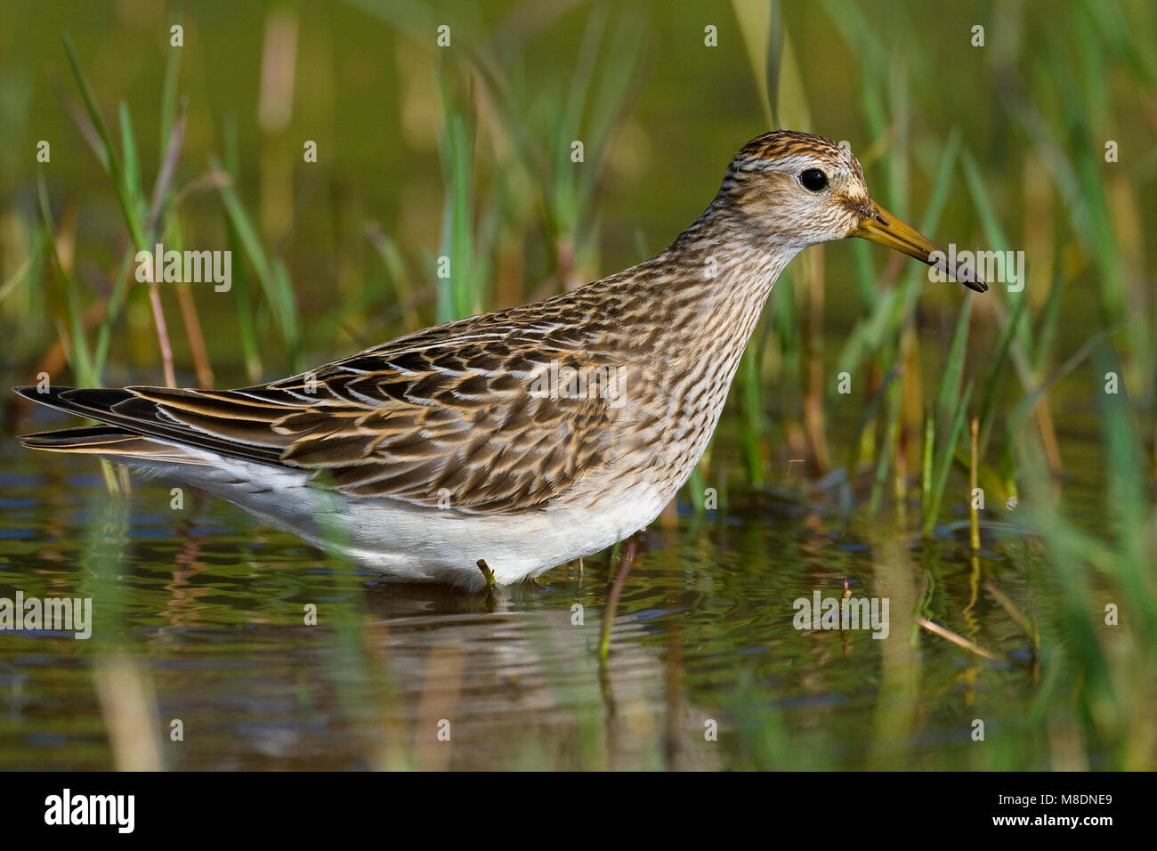 Gestreepte Strandloper staand in moeras; Pectoral Sandpiper perched in ...