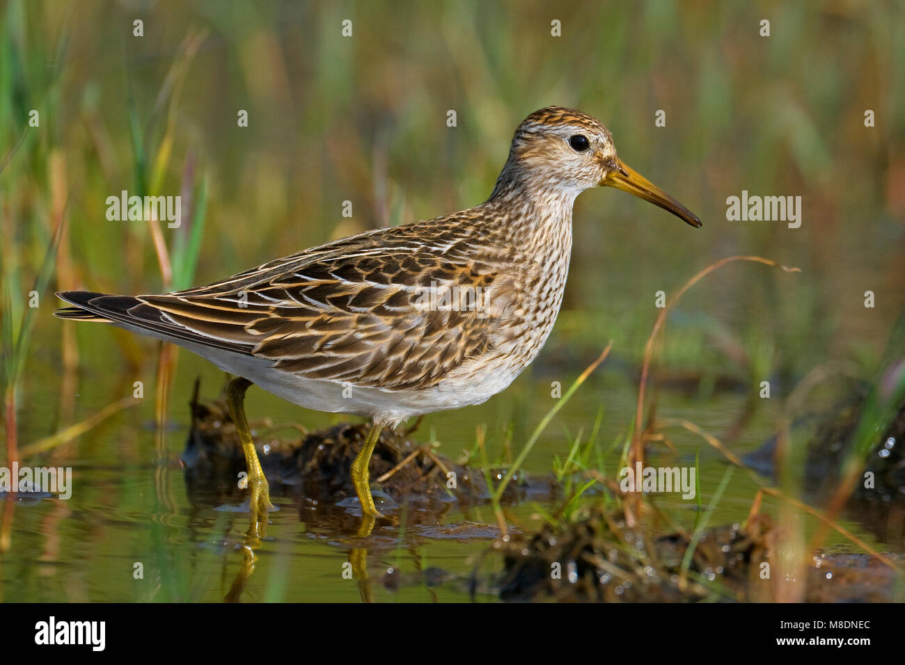 Gestreepte Strandloper staand in moeras; Pectoral Sandpiper perched in ...