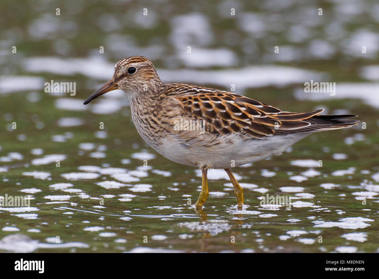 Voedsel zoekende Gestreepte strandloper, Foraging Pectoral Sandpiper ...