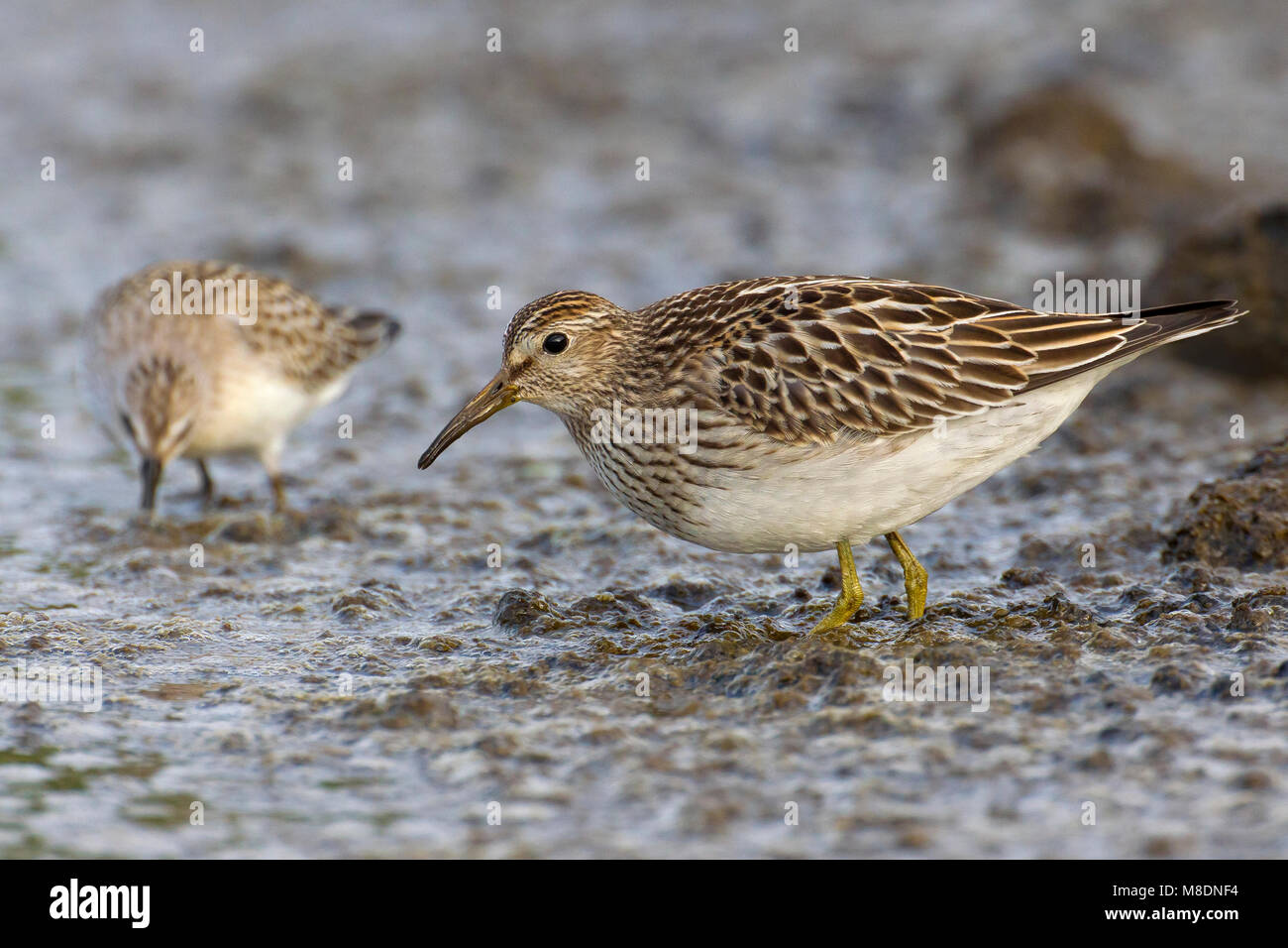 Voedsel zoekende Gestreepte strandloper, Foraging Pectoral Sandpiper ...