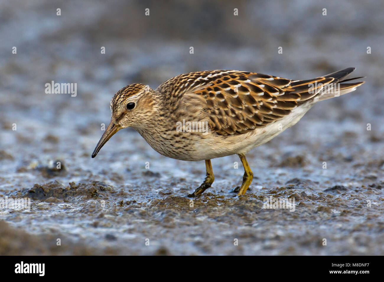 Voedsel zoekende Gestreepte strandloper, Foraging Pectoral Sandpiper ...