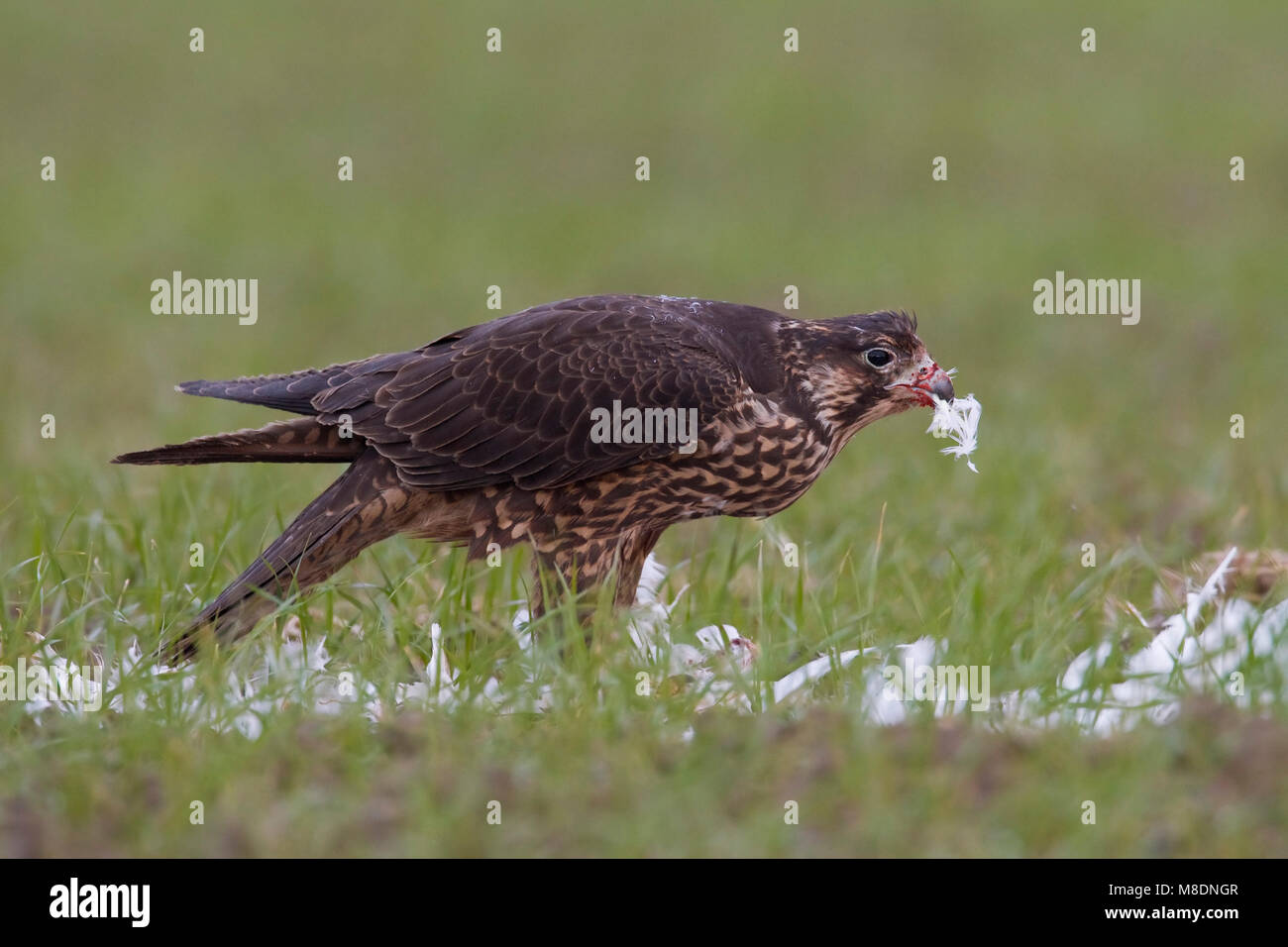 Peregrine falcon bird of prey raptor falco hi-res stock photography and ...