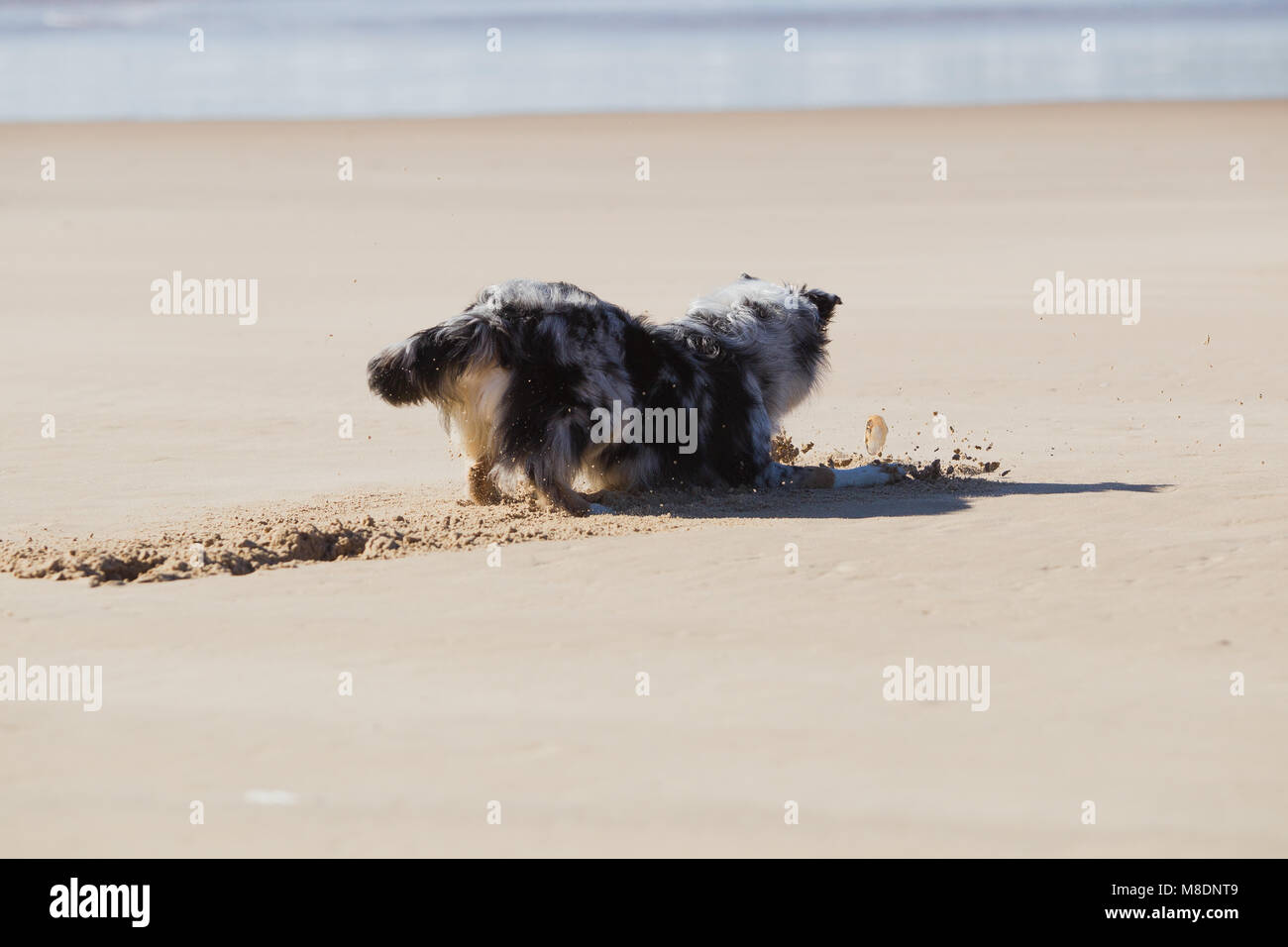 Dog digging sand on beach Stock Photo - Alamy
