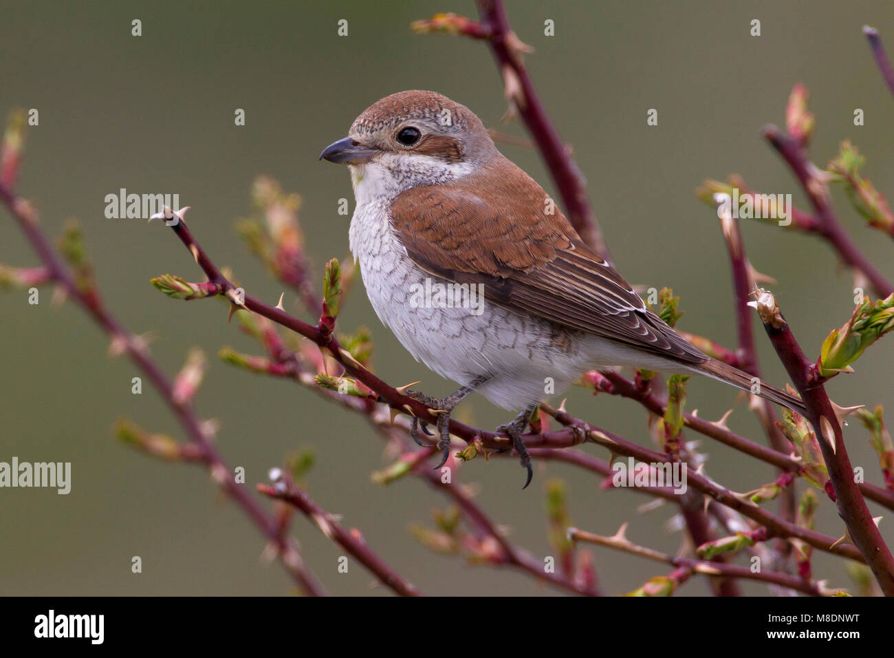 First winter red backed shrike hi-res stock photography and images - Alamy