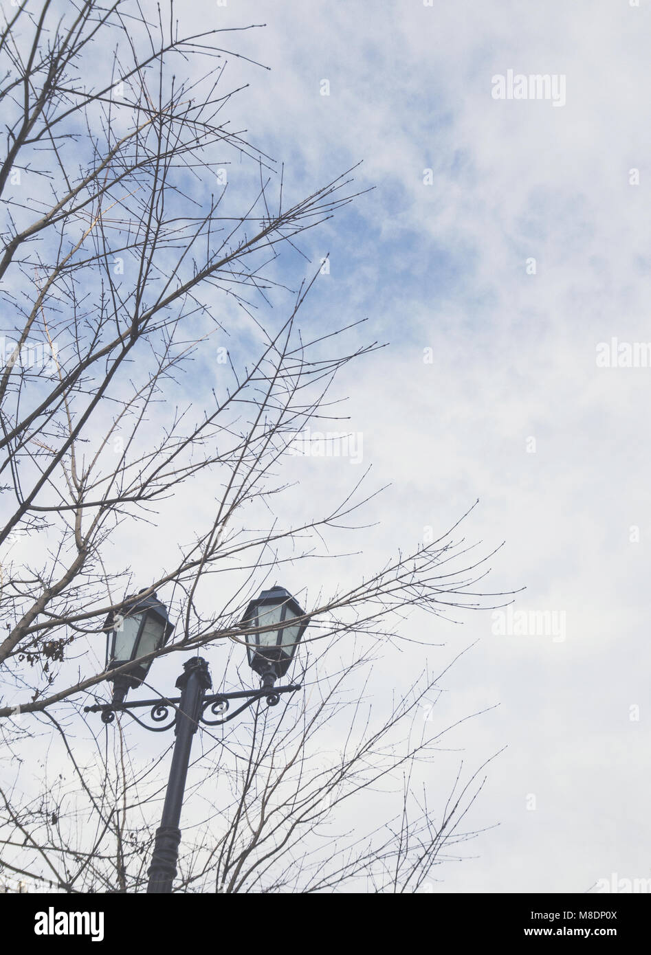 Street light with trees sky view Stock Photo - Alamy