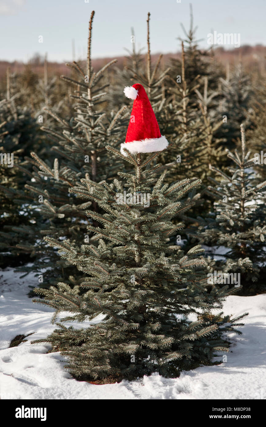 At the top of the tree hi-res stock photography and images - Alamy