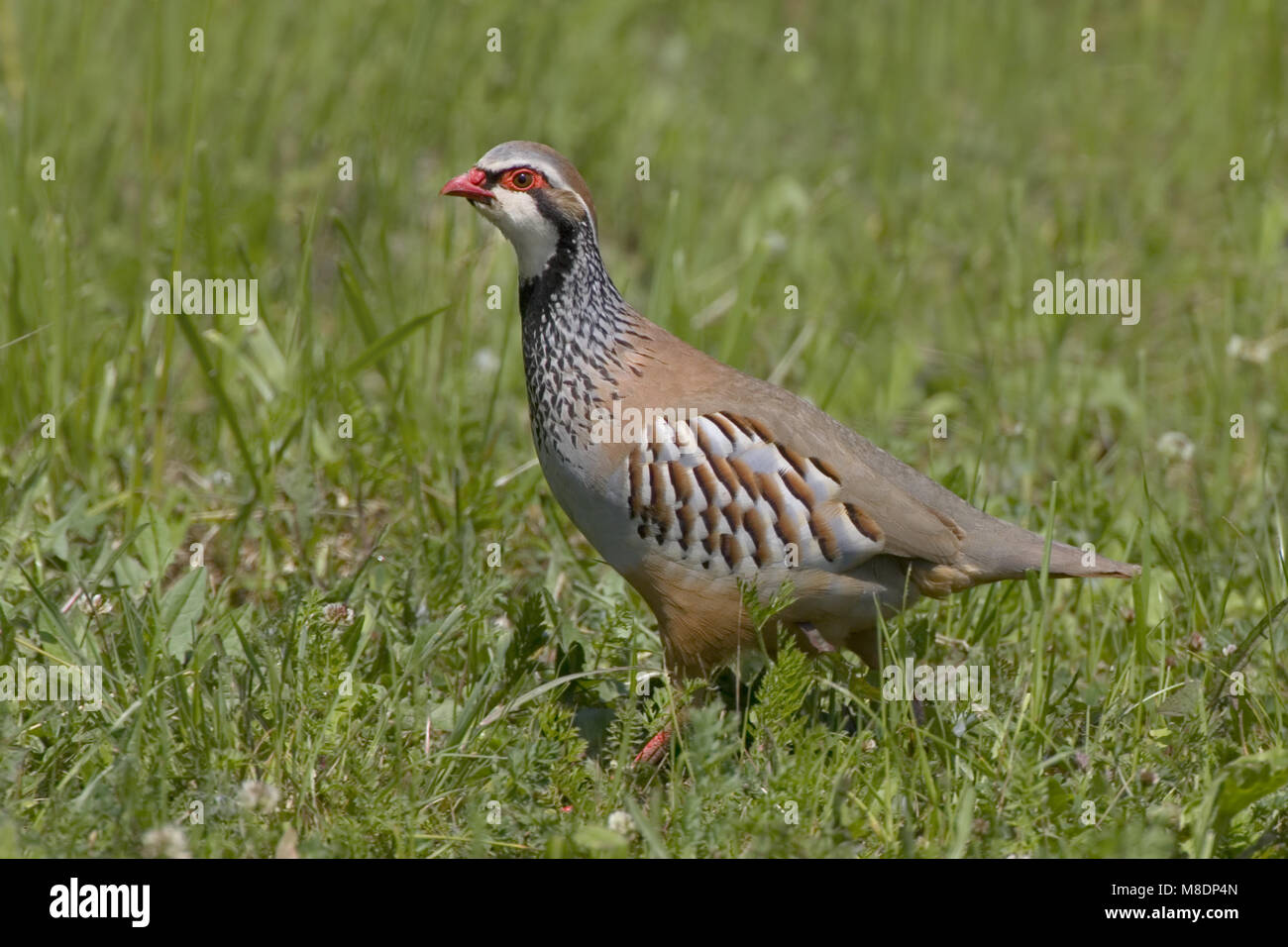 Rode patrijs hi-res stock photography and images - Alamy