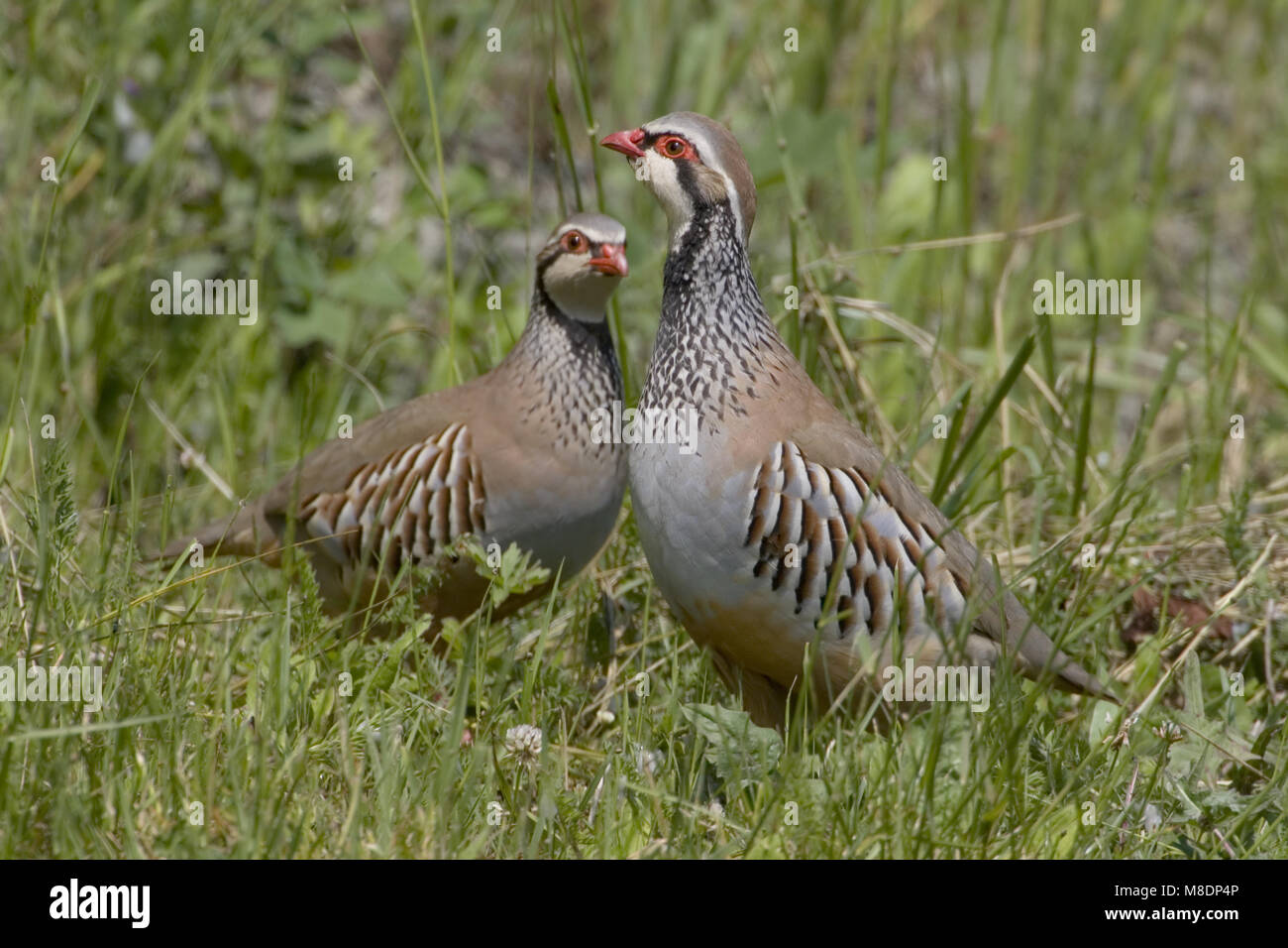 Red-legged Partridge two adults in grass, Rode Patrijs twee adult in ...