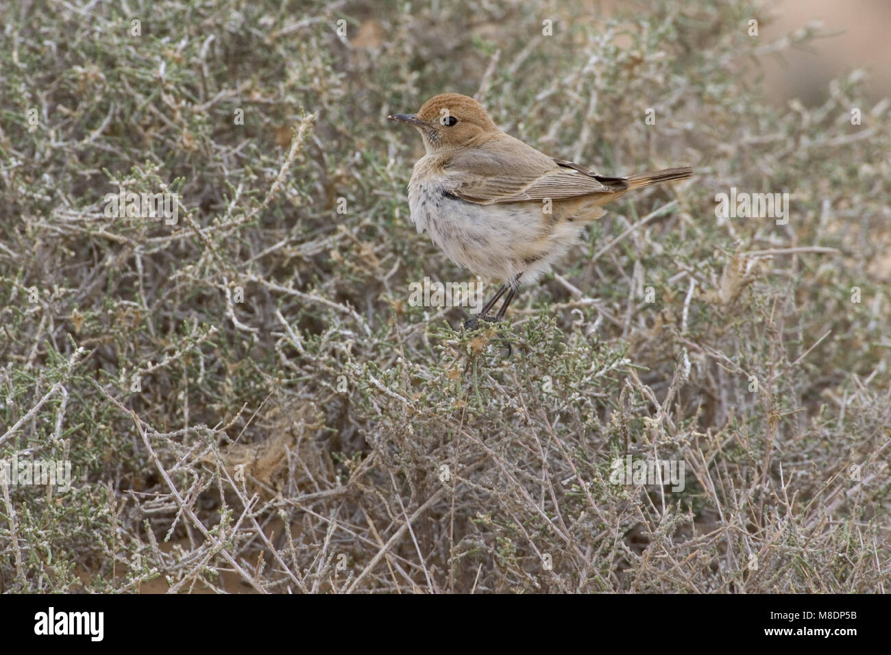 Red-rumped Wheatear female perched on small bush, Roodstuittapuit ...