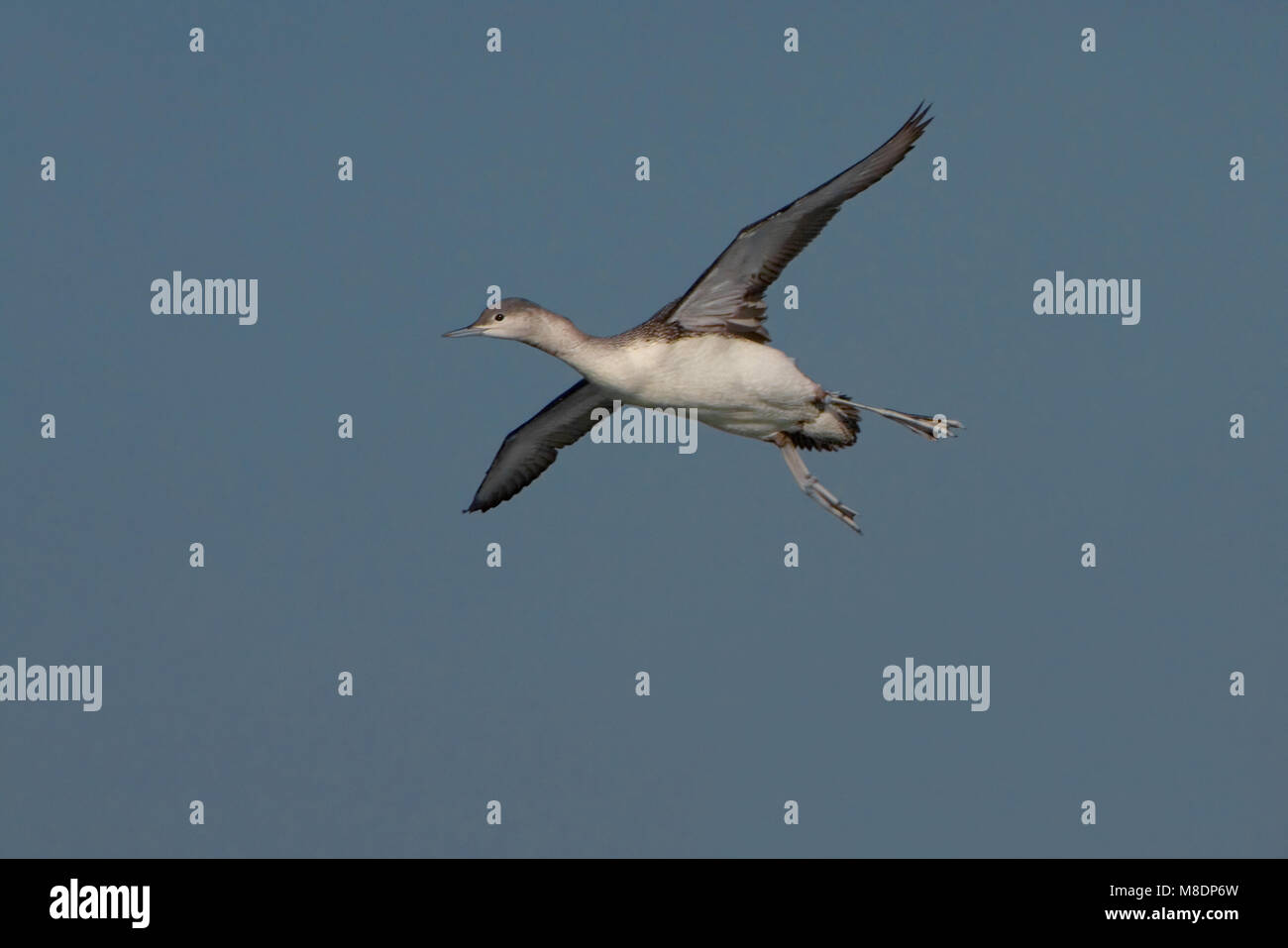 Red throated diver in flight hi-res stock photography and images - Alamy