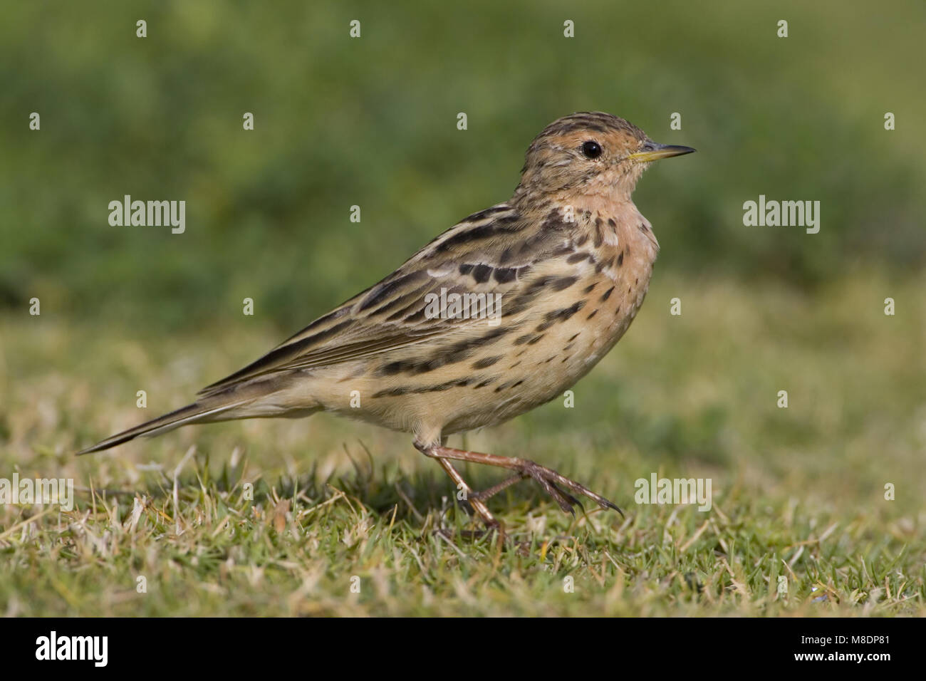 Red-throated Pipit adult standing; Roodkeelpieper volwassen staand ...