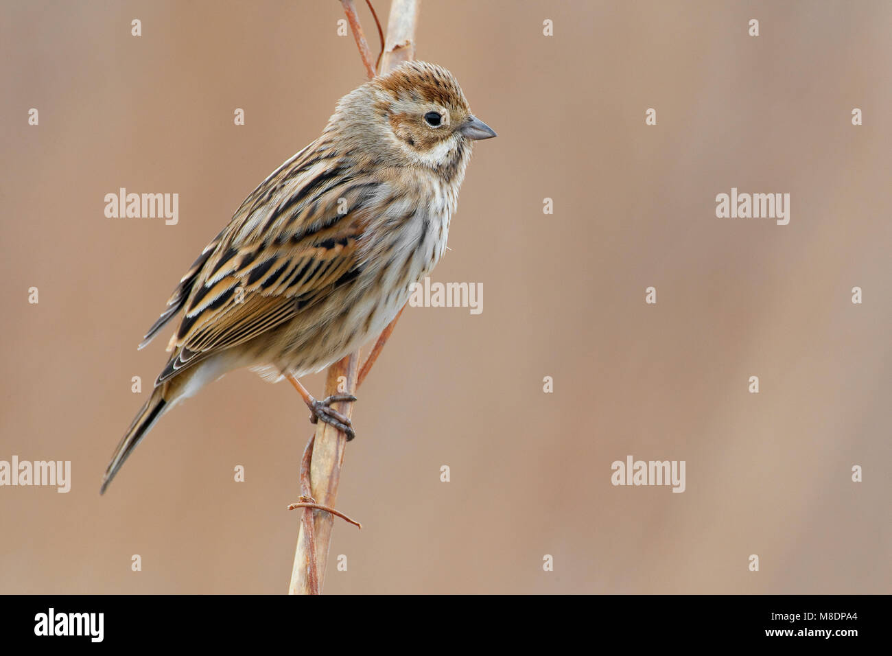 Vrouwtje Rietgors; Female Common Reed Bunting Stock Photo - Alamy