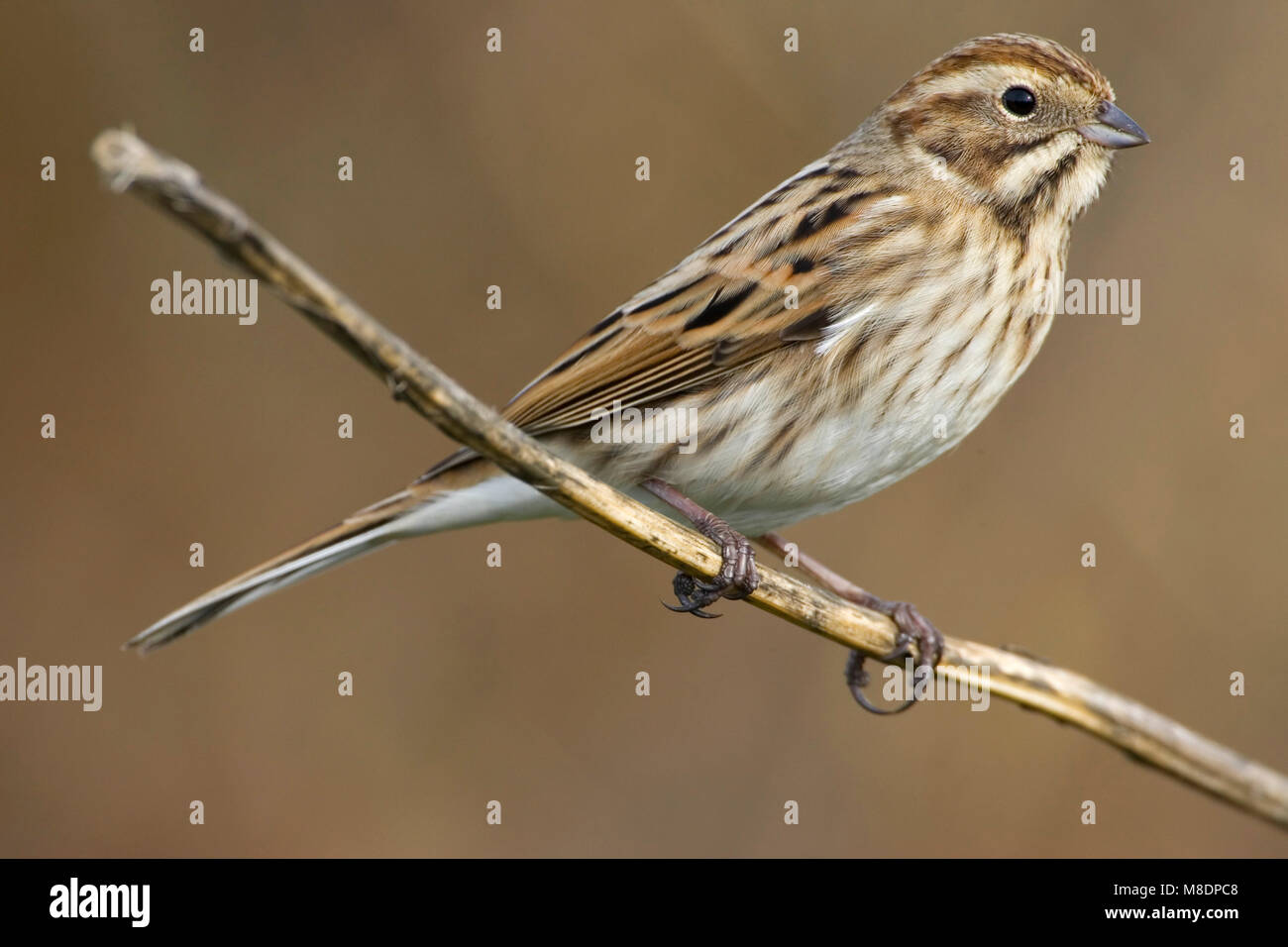 Rietgors, Common Reed Bunting, Emberiza schoeniclus Stock Photo - Alamy