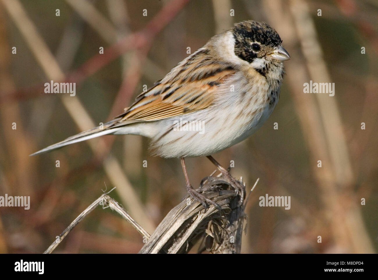 Rietgors, Common Reed Bunting, Emberiza schoeniclus Stock Photo - Alamy