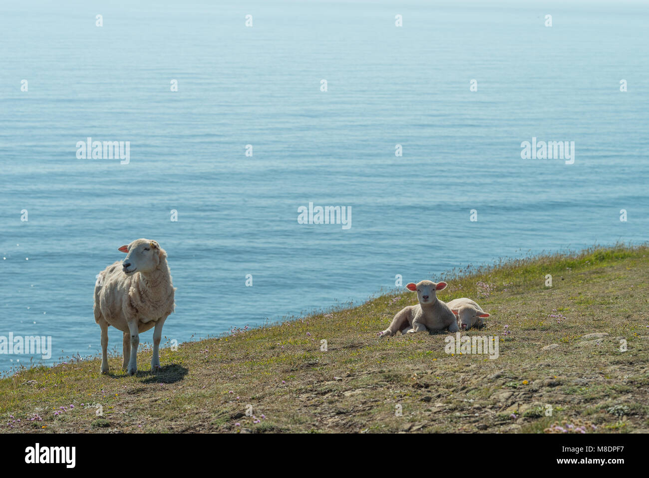 Two ewes hi-res stock photography and images - Alamy