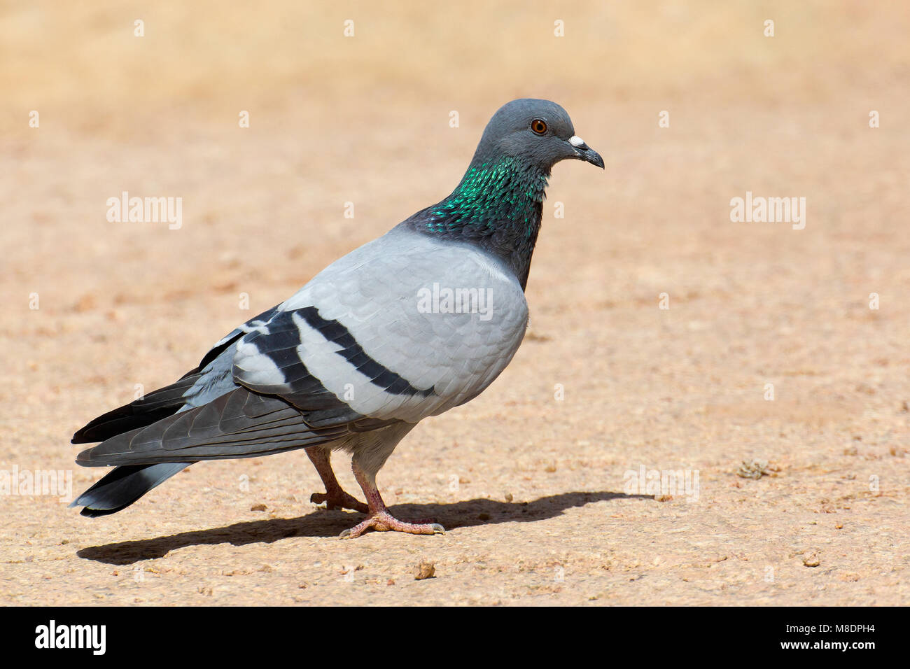 Rotsduif op de grond; Rock Dove on the ground Stock Photo - Alamy