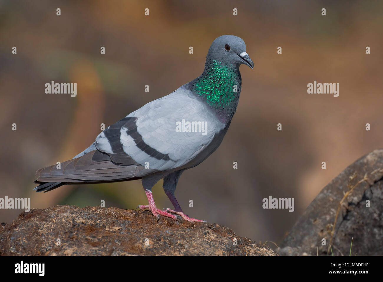 Rock dove hi-res stock photography and images - Alamy