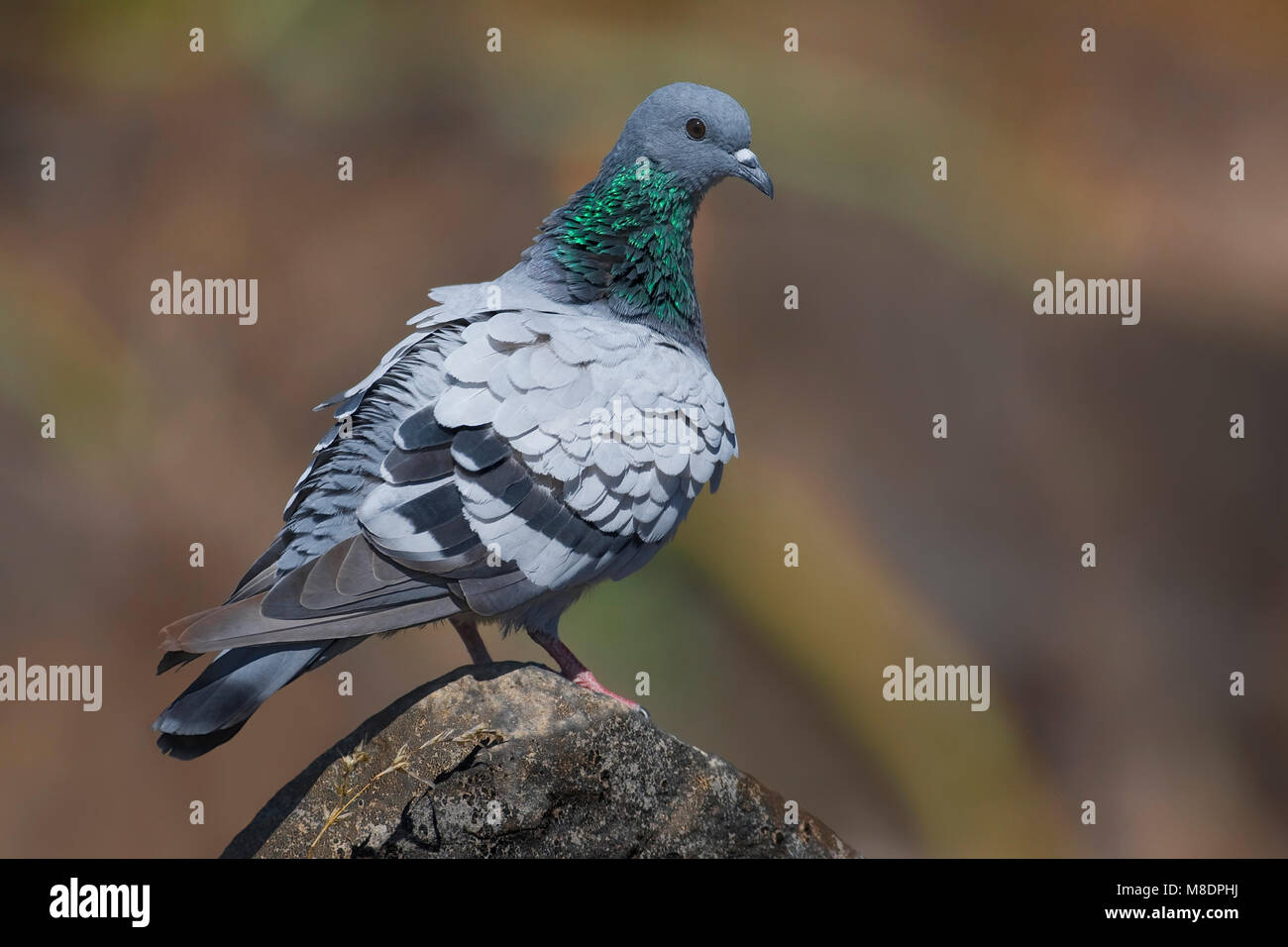Rock dove hi-res stock photography and images - Alamy