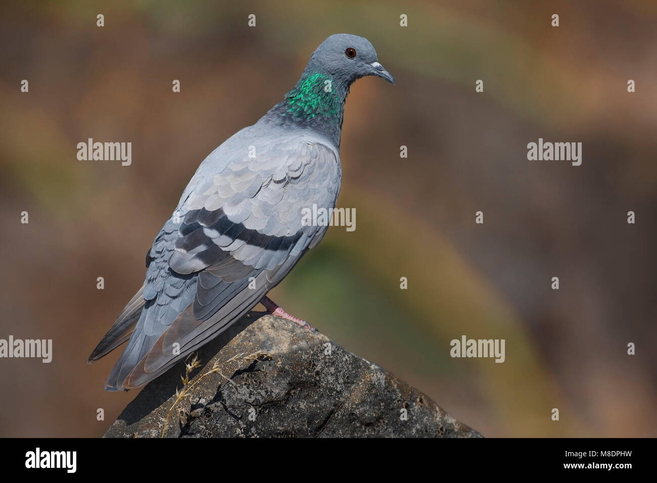 Rock dove hi-res stock photography and images - Alamy