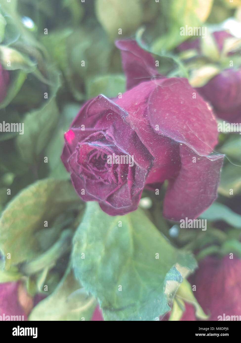 Rose without petals hi-res stock photography and images - Alamy