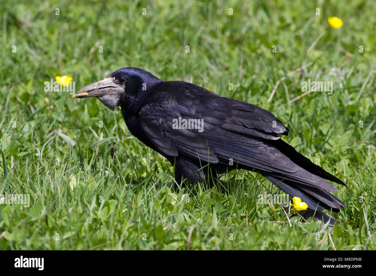Roek met rups, Rook with caterpillar Stock Photo - Alamy