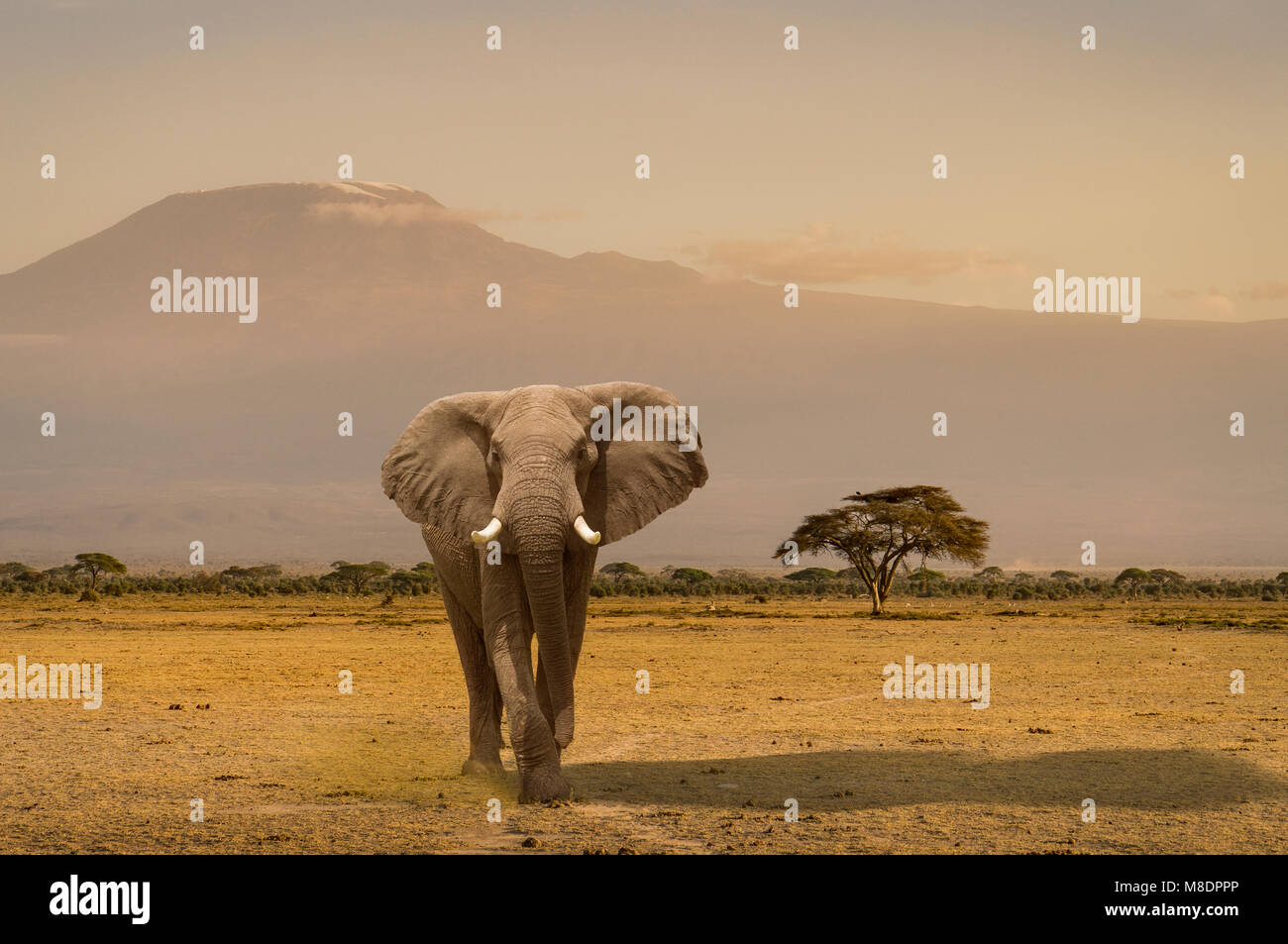 Portrait of elephant, Amboseli National Park, Amboseli, Rift Valley ...