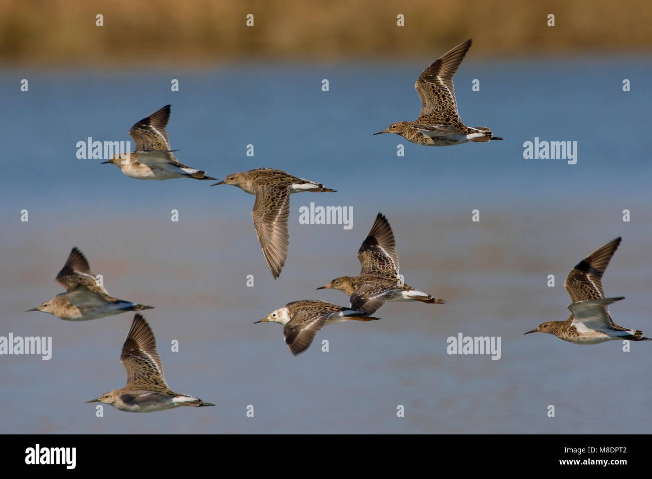Ruff in winter plumage hi-res stock photography and images - Alamy