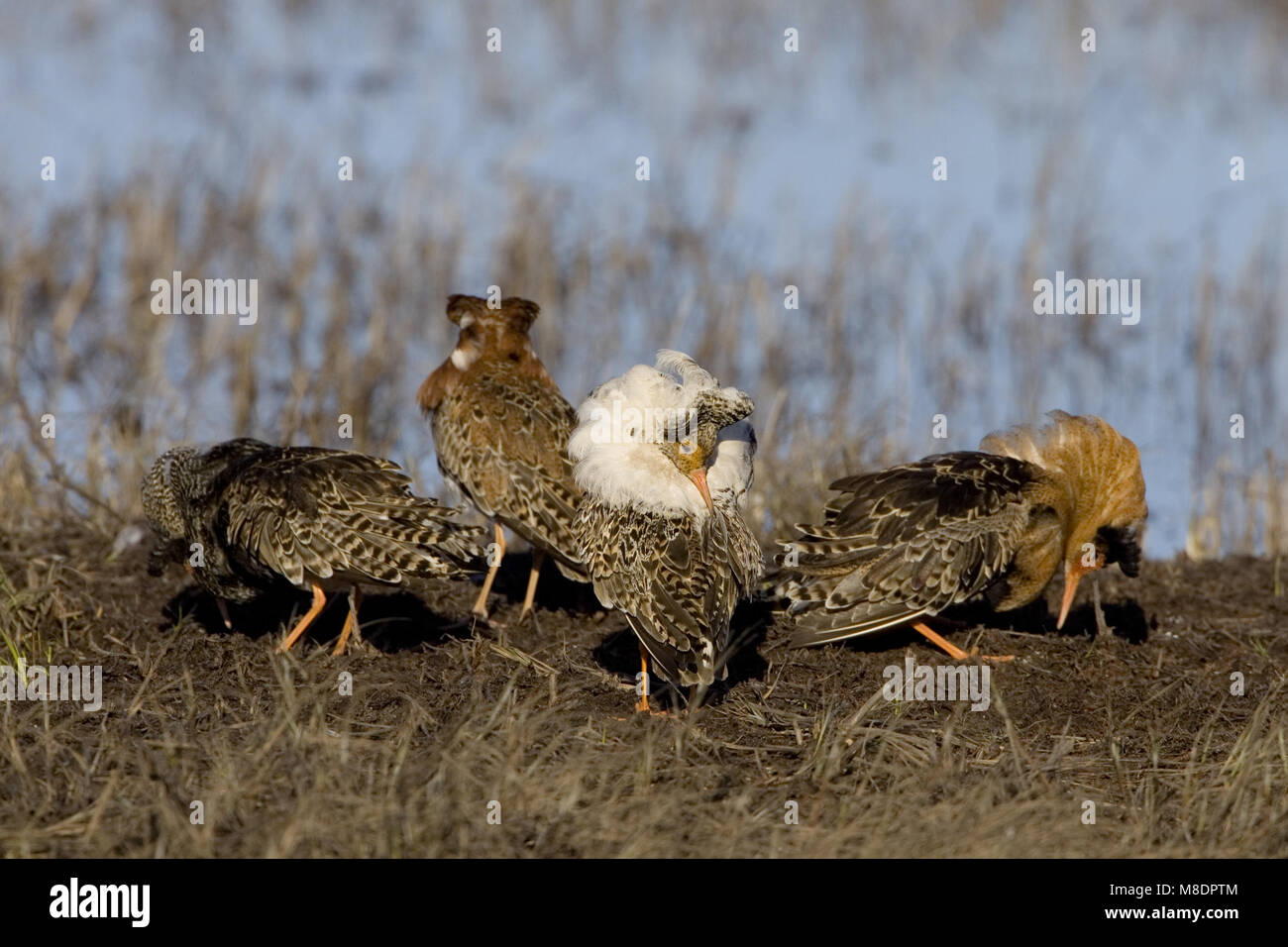 Ruff male lekking; Kemphaan man baltsend Stock Photo - Alamy