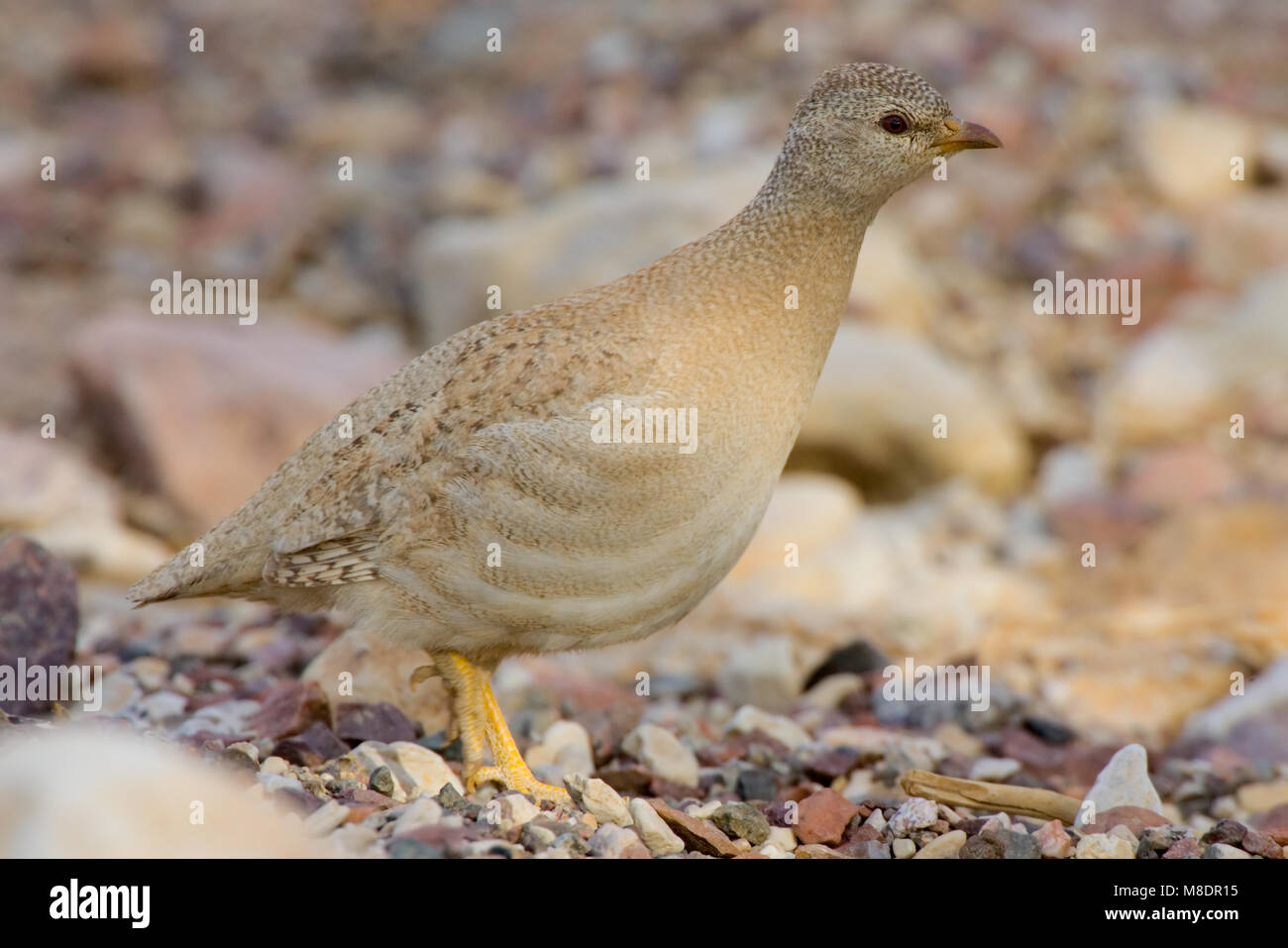 Female partridge hi-res stock photography and images - Alamy