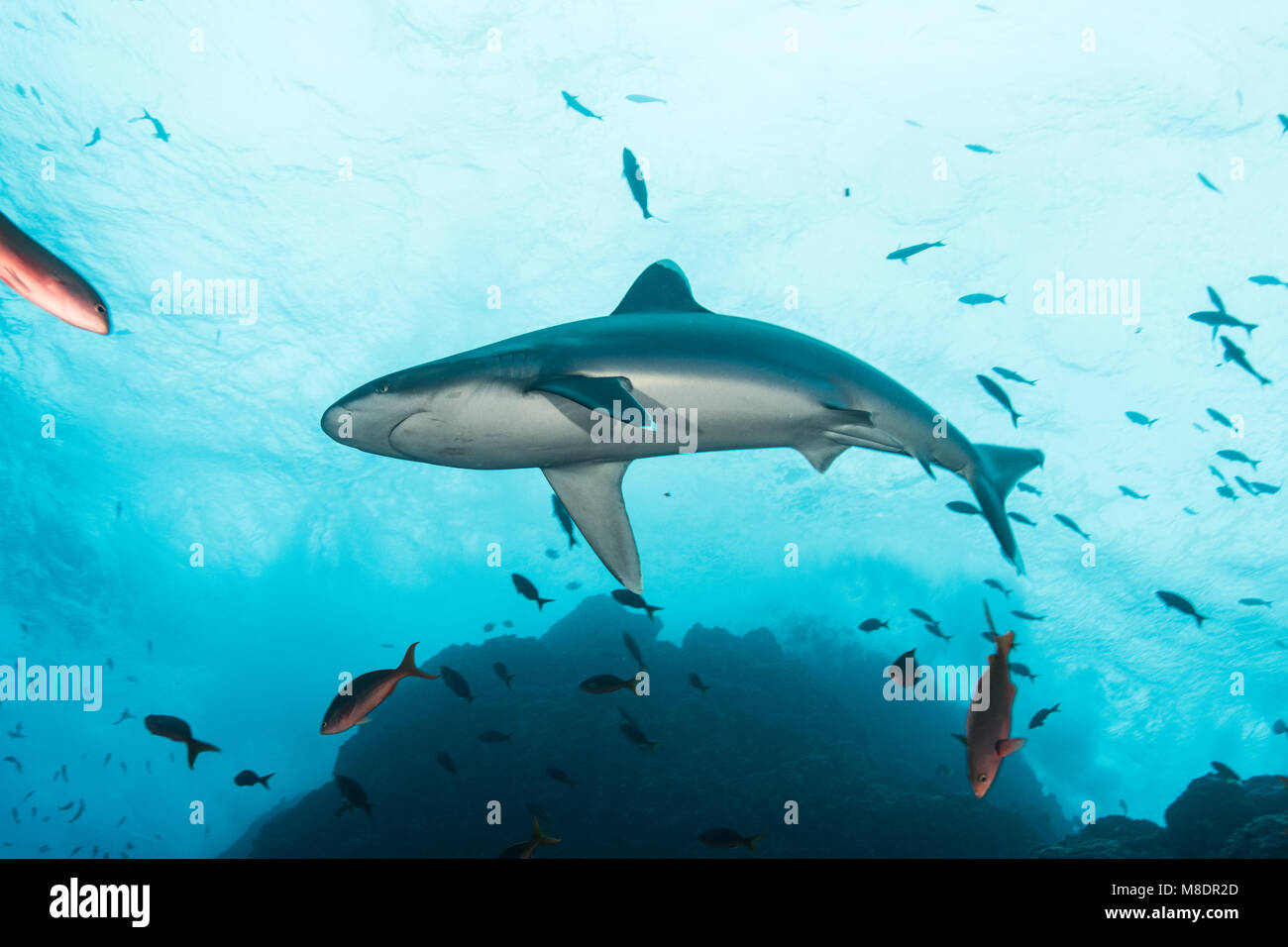 Sharks swimming in sea, Socorro, Baja California Stock Photo - Alamy