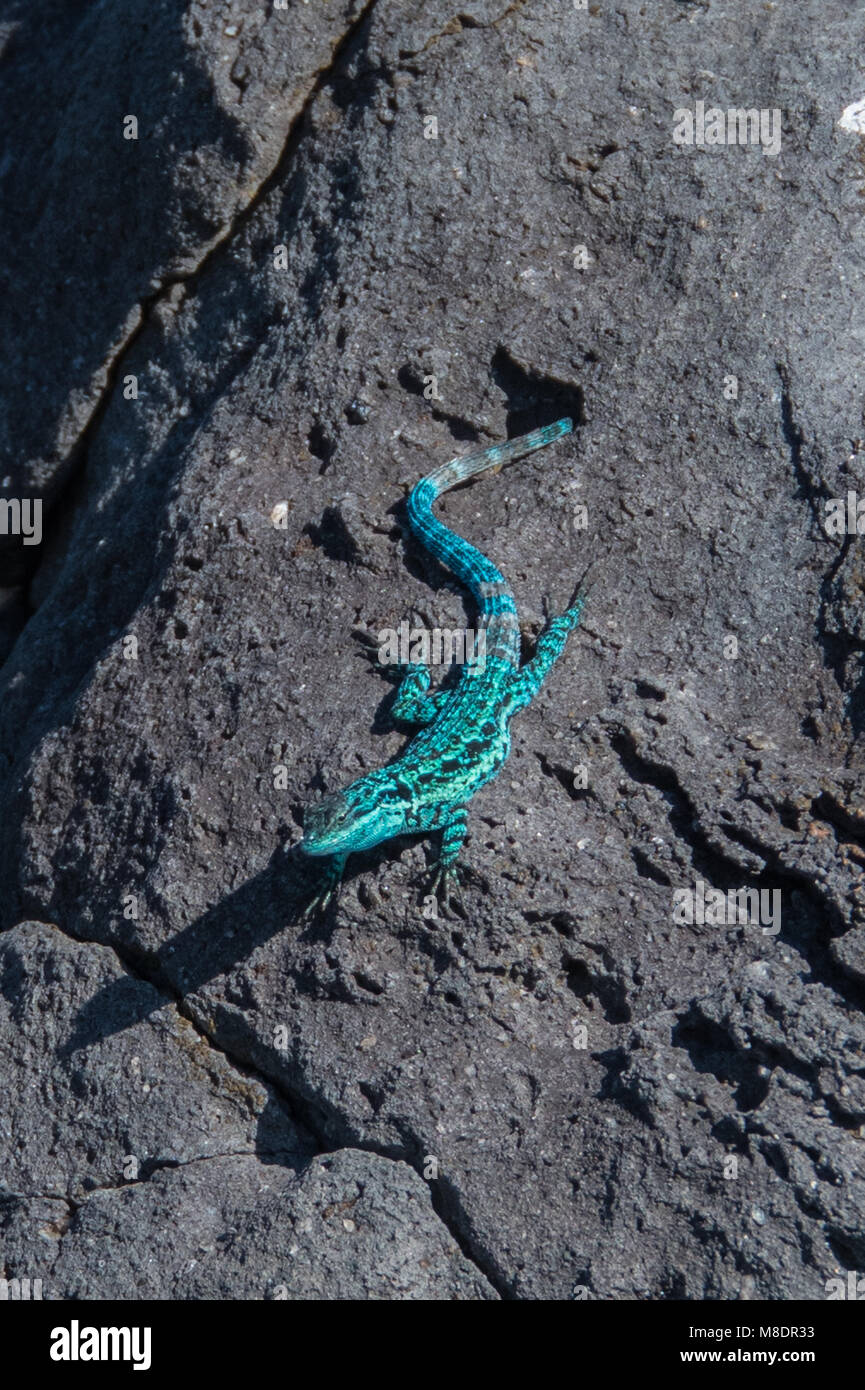 Endemic blue lizard, Clarion Island, Socorro, Baja California Stock ...