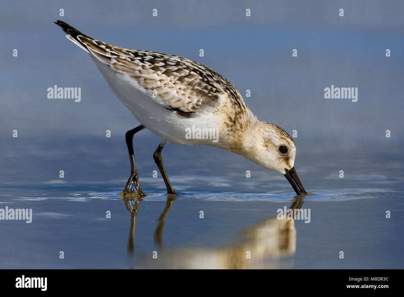 Juvenile Drieteenstrandloper op het strand; Juvenile Sanderling on the ...