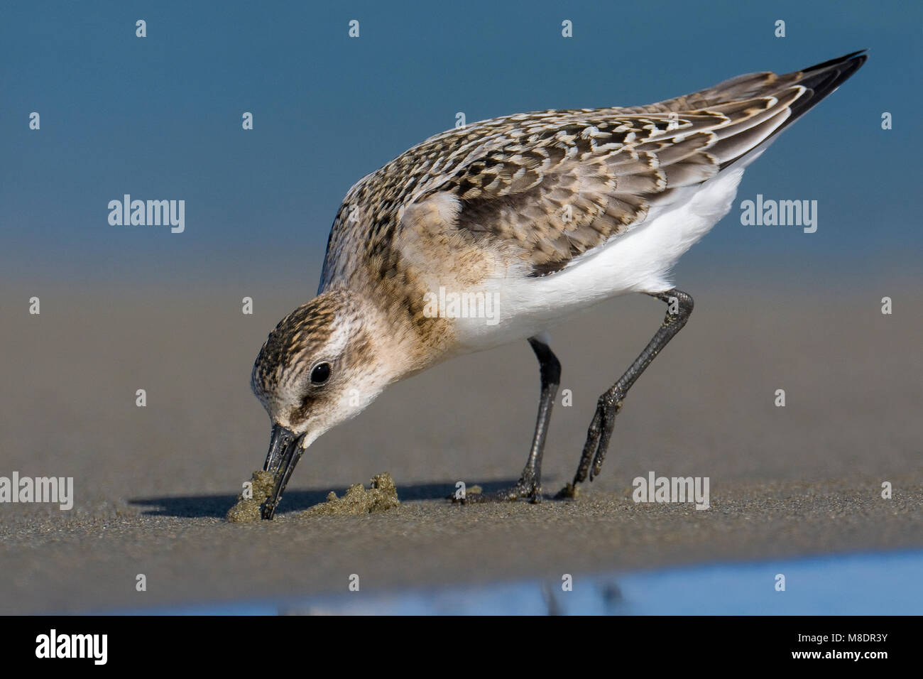 Juvenile Drieteenstrandloper op het strand; Juvenile Sanderling on the ...