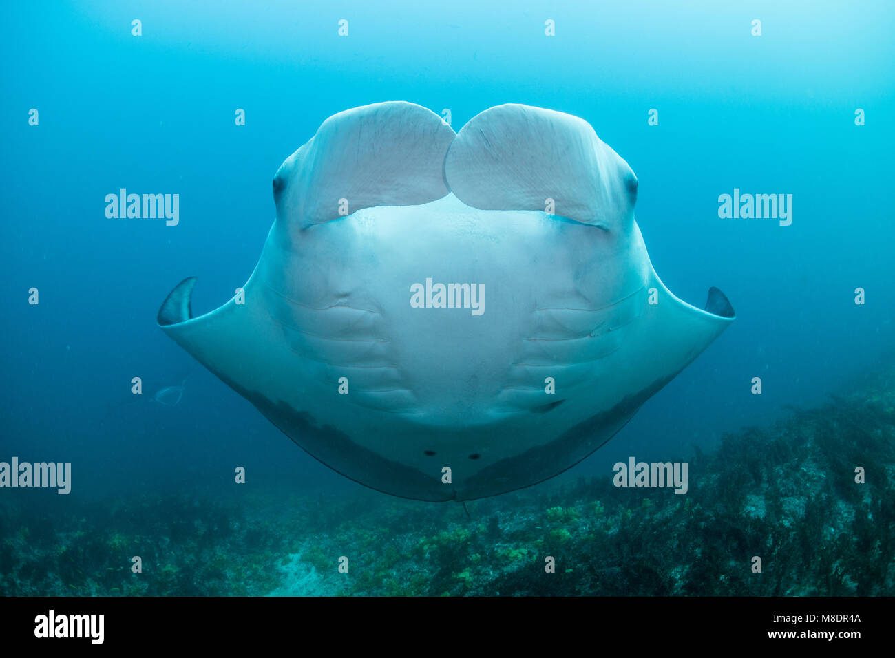 Portrait of giant manta, front view, Cancun, Mexico Stock Photo - Alamy