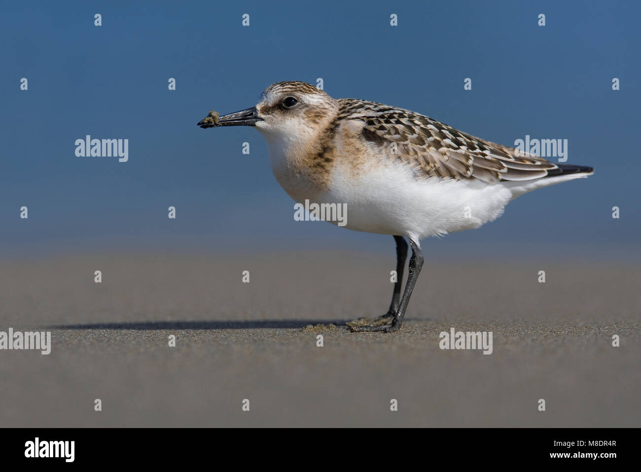 Juvenile Drieteenstrandloper op het strand; Juvenile Sanderling on the ...