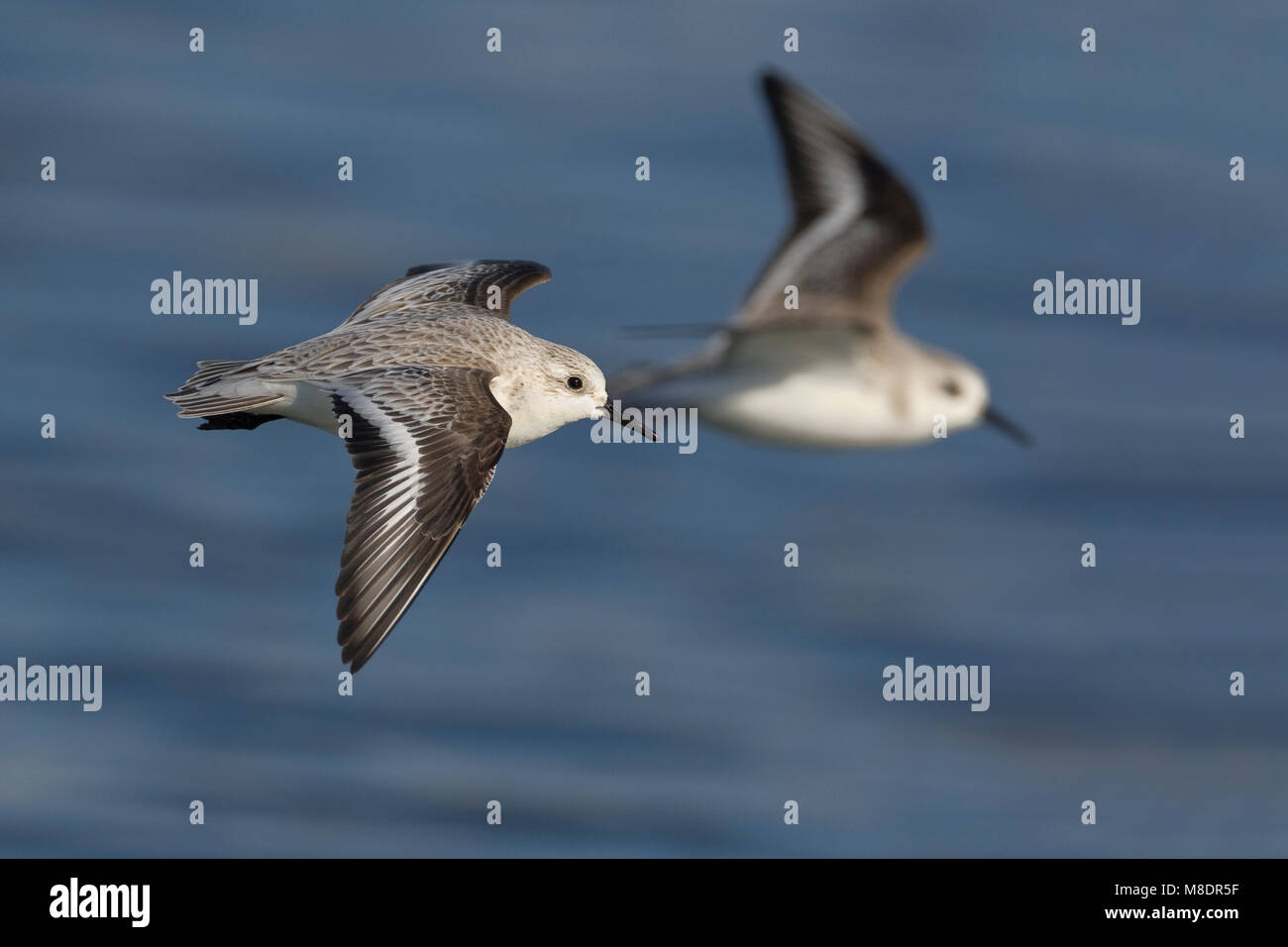 Sanderling flight hi-res stock photography and images - Alamy