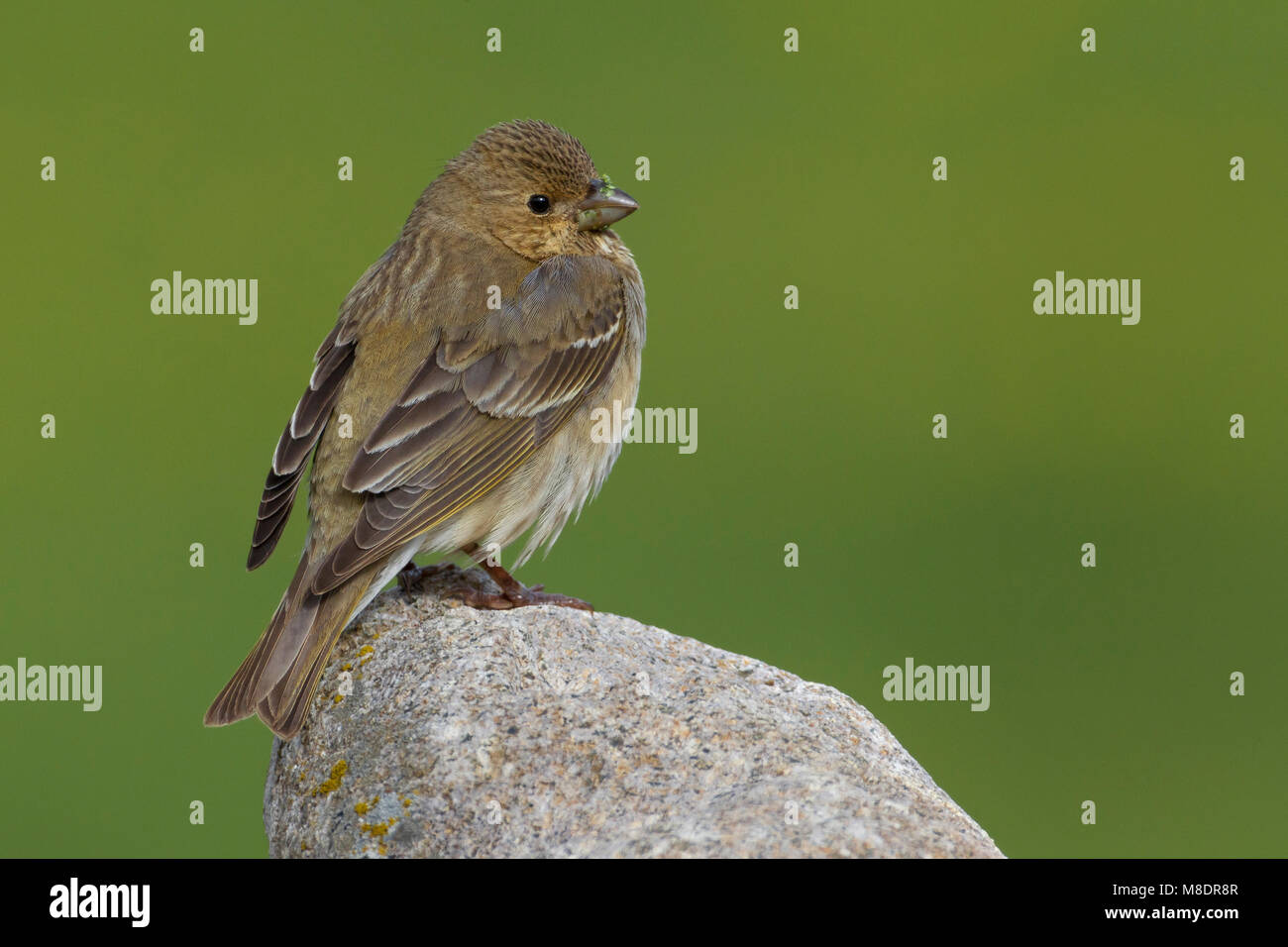 Vrouwtje Roodmus; Female Common Rosefinch Stock Photo - Alamy