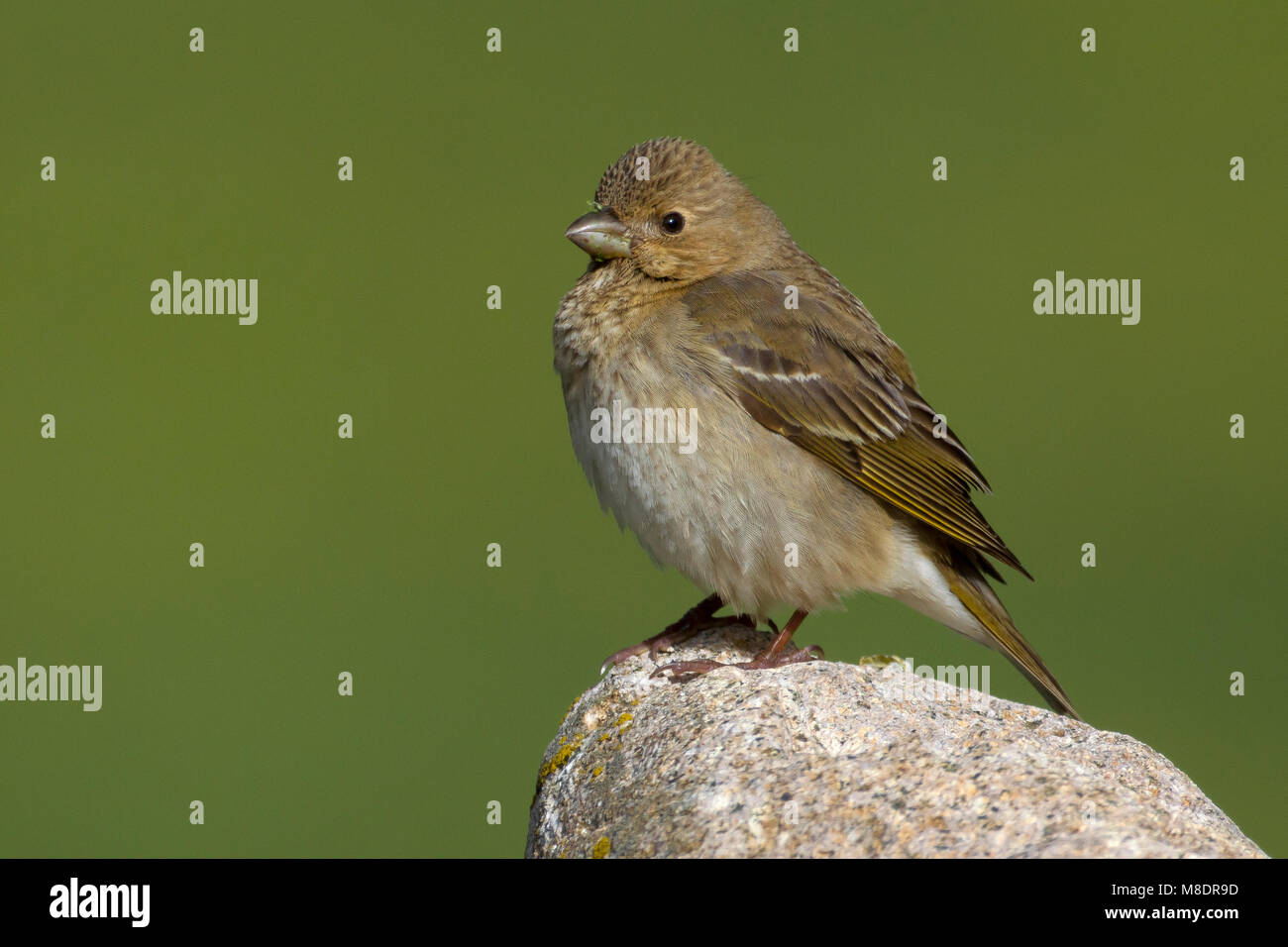 Female rosefinch hi-res stock photography and images - Alamy