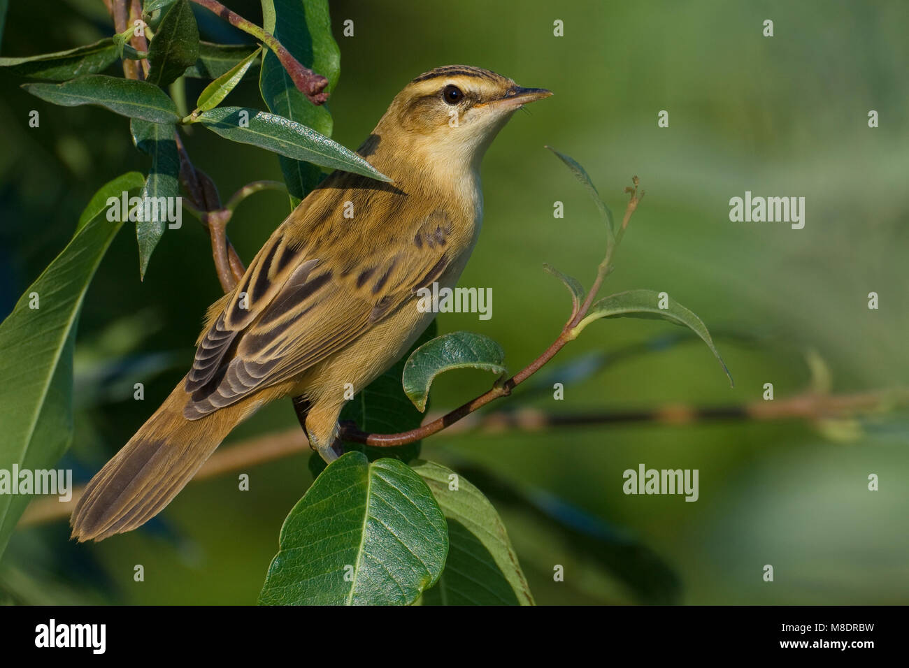 Volwassen Rietzanger; Adult Sedge Warbler Stock Photo - Alamy