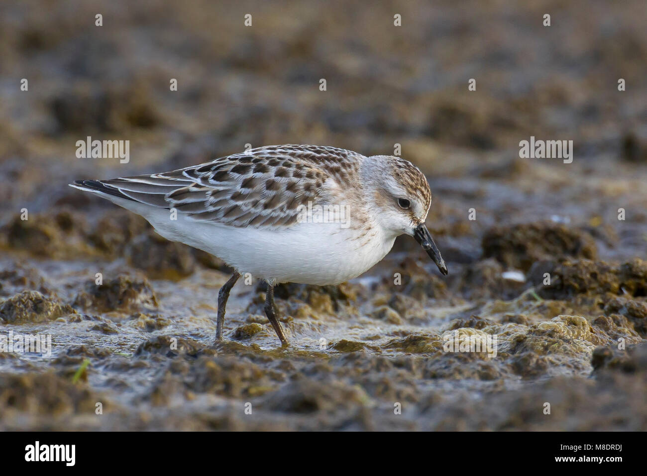 Foeragerende Grijze strandloper, Foraging Semipalmated Sandpiper Stock ...