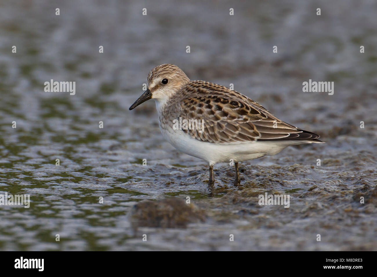 Foeragerende Grijze strandloper, Foraging Semipalmated Sandpiper Stock ...