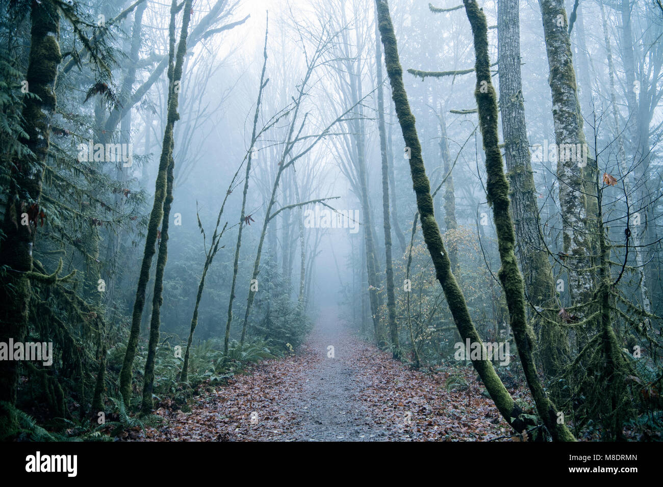 Pathway through forest hi-res stock photography and images - Alamy