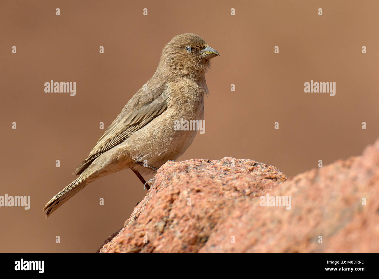Vrouwtje Sinairoodmus; Female Sinai Rosefinch Stock Photo - Alamy